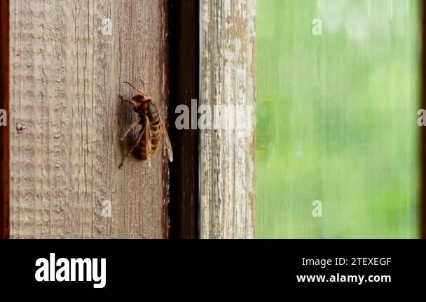 On a spring day, a large and beautiful hornet cleans its wings and legs ...