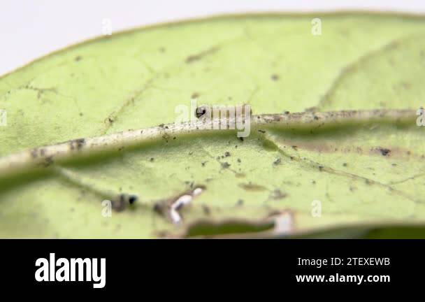 First instar Monarch caterpillar walking on leaf. Tiny caterpillar of ...