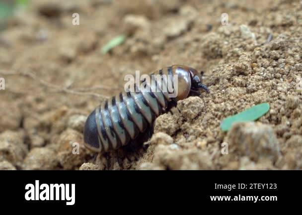 Desert beetle larva Stock Videos & Footage - HD and 4K Video Clips - Alamy