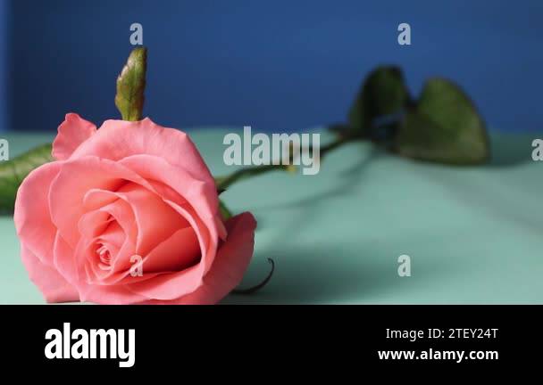 Woman Laying Fresh Roses on the Surface of the Table. Peach Roses and ...