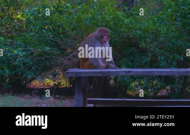 Camera zooming to the Monkeys in the park sat on the bench, watching ...