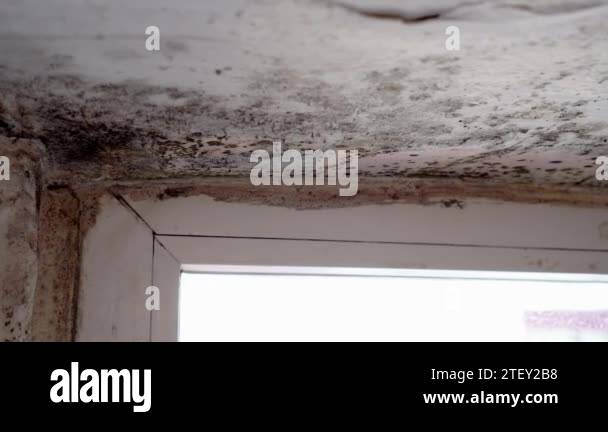 Black mold growth on window frame. Condensation on the glass. Moisture ...