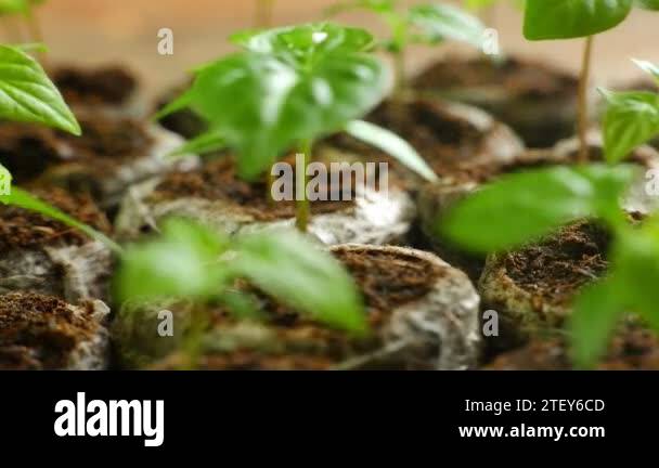 Chili seedlings Stock Videos & Footage - HD and 4K Video Clips - Alamy