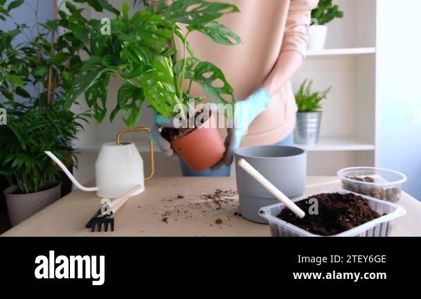 Adansonia flower Stock Videos & Footage - HD and 4K Video Clips - Alamy