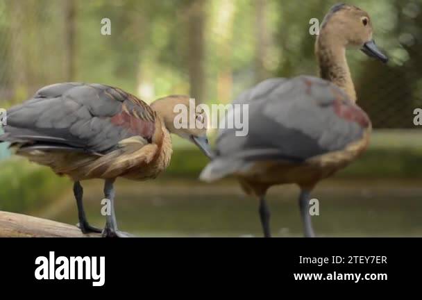 Nesting log Stock Videos & Footage - HD and 4K Video Clips - Alamy