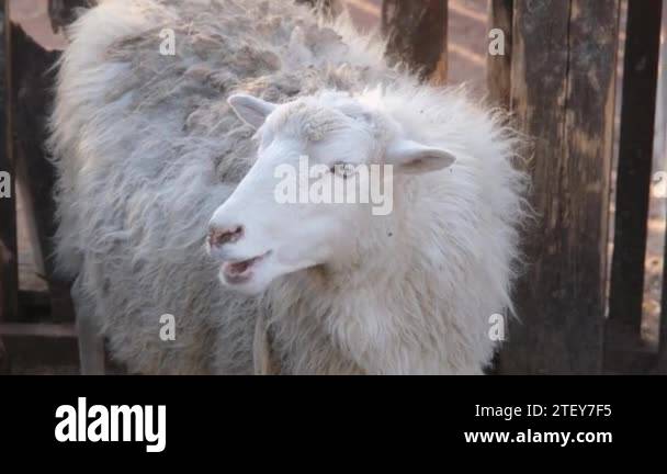 Sheep ram farm animals Stock Videos & Footage - HD and 4K Video Clips ...