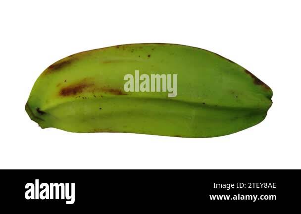 Realistic render of a rolling Cooking Banana (Saba variety from ...