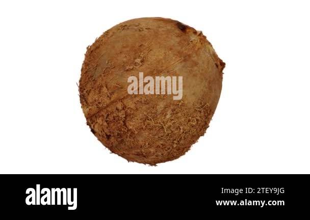 Realistic render of a rotating Husked Ripe Coconut on white background ...