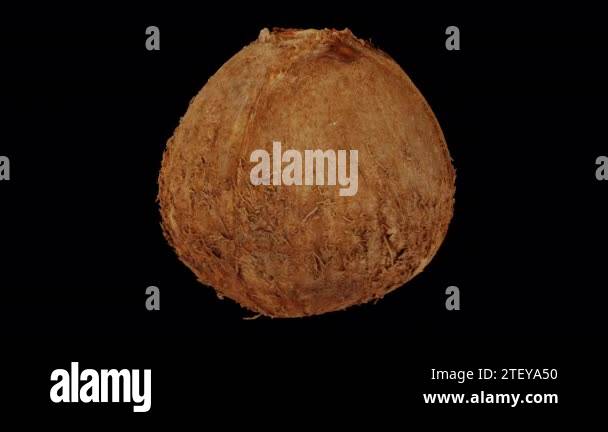 Realistic render of a spinning Husked Ripe Coconut on transparent ...