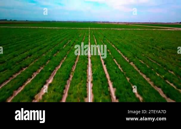 Bird's eye view while following lines of crops and then tilt up to ...