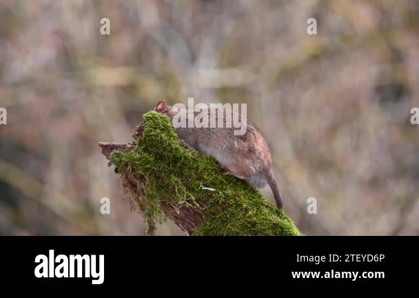 Old world mouse Stock Videos & Footage - HD and 4K Video Clips - Alamy