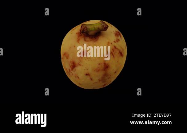 Realistic render of a rolling Lanzones (Langsat, Longkong) on ...