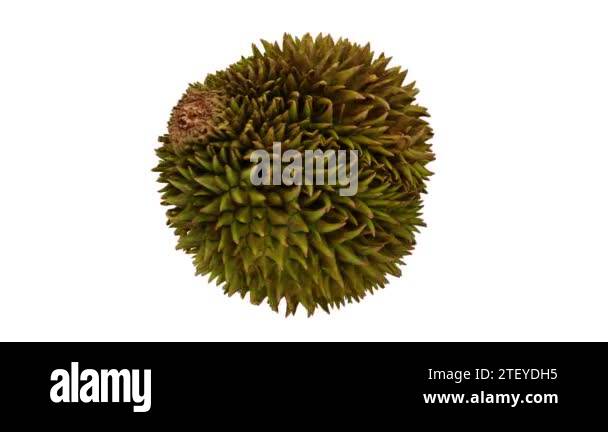 Realistic render of a spinning Durian fruit on white background. The ...