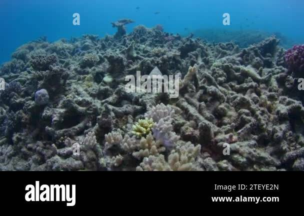 Reef damaged by coral bleaching. Climate change, ocean acidification ...