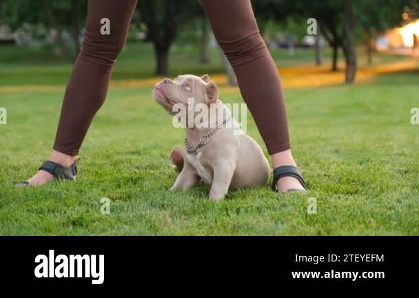 American Bully puppies on an evening walk in the park. Love for the ...