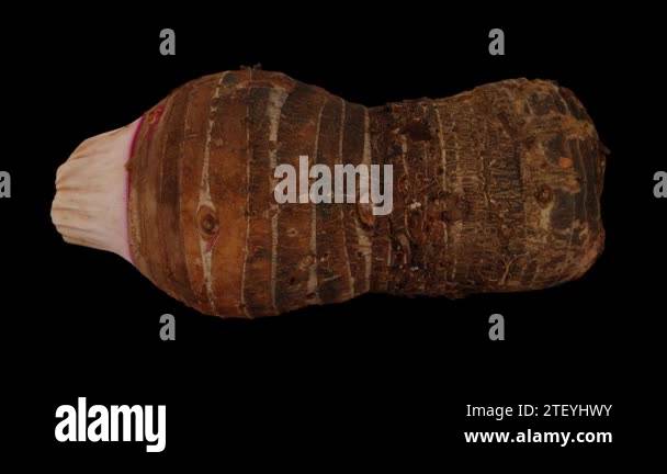 Realistic render of a rolling Taro (Gabi) Root on black background. The ...