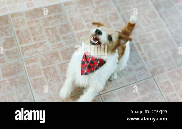 Dog training stay toy Stock Videos & Footage - HD and 4K Video Clips ...