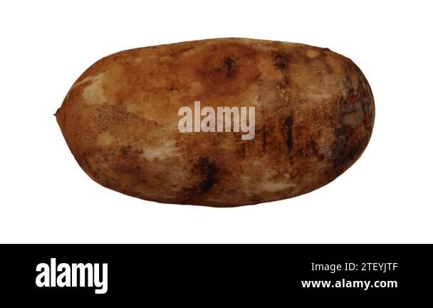 Realistic render of a rolling cut Yacon Root on white background. The ...