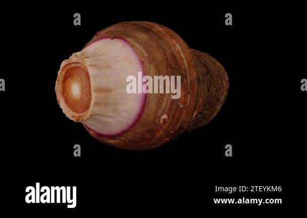 Realistic render of a spinning Taro (Gabi) Root on transparent ...