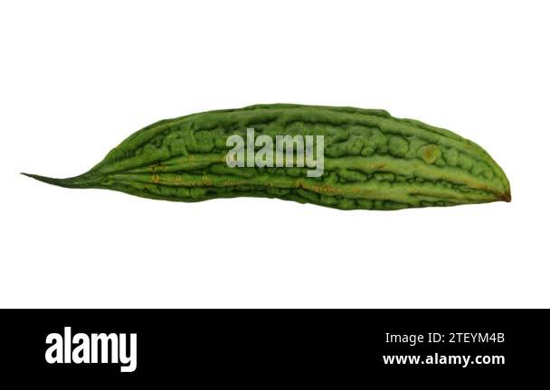 Realistic render of a rolling Bitter Melon (Bitter Gourd) on white ...