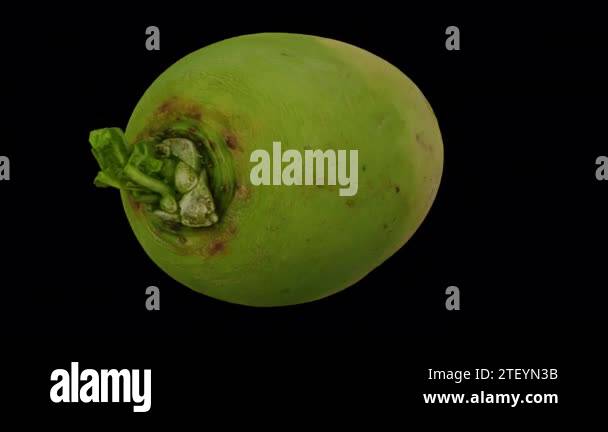 Realistic render of a rotating Watermelon Radish (Roosehearth, Red ...