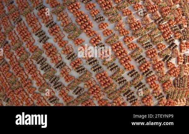 Sushi rolls giant rotating sphere 3d render 3d animation Stock Video ...