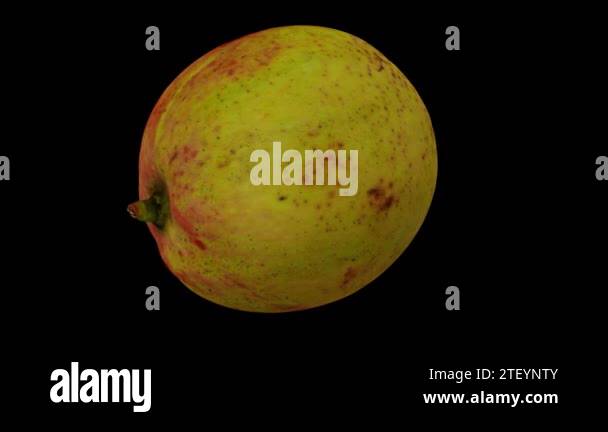 Realistic render of a rotating Apple Mango (from Philippines) on black ...