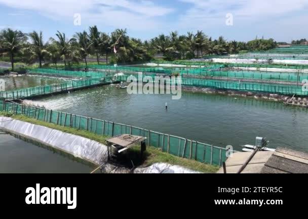 Prawn farming Stock Videos & Footage - HD and 4K Video Clips - Alamy