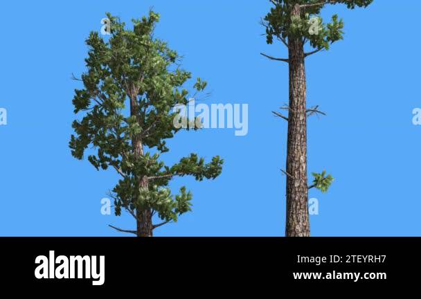 Sample Conifer Two Trees Pinophyta Coniferous Evergreen Tree is Swaying ...