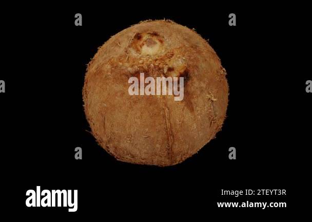 Realistic render of a rolling Husked Ripe Coconut on black background ...