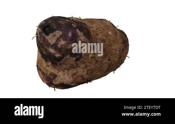 Realistic render of a rotating Purple Yam (Ube) on white background ...