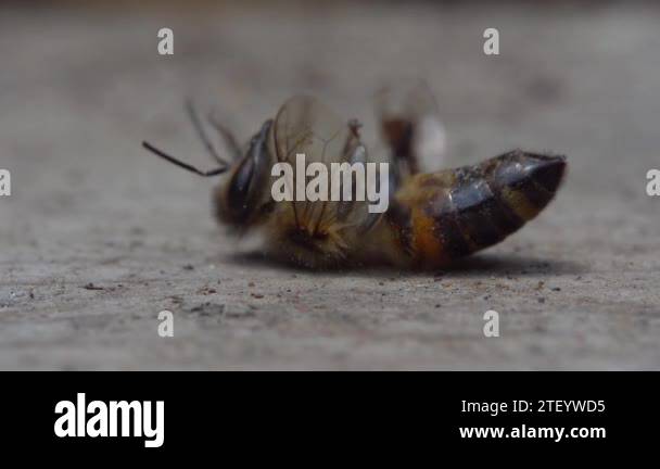 The death of honey bees close up. Parasites, Poison Stock Video Footage ...