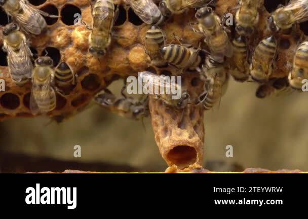 Queen cells along the edges of the combs, Swarm Cells. Swarming, Hive ...