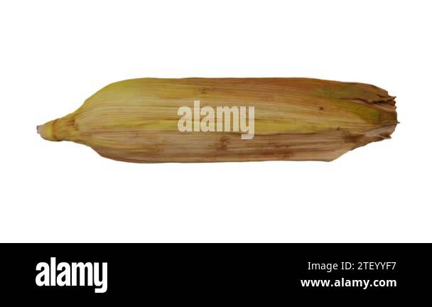 Realistic render of a rolling Unpeeled Corn (Maize) on the Cob in the Husk on white background ...