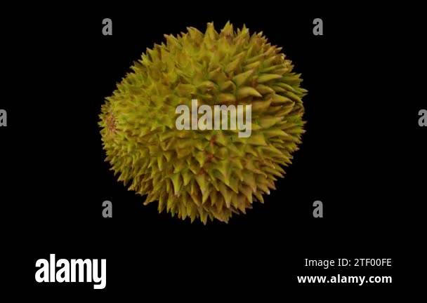 Realistic render of a rotating Durian fruit on black background. The ...