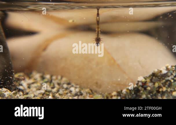 Mosquito larve. Larva hang upside down from surface of water, developed ...