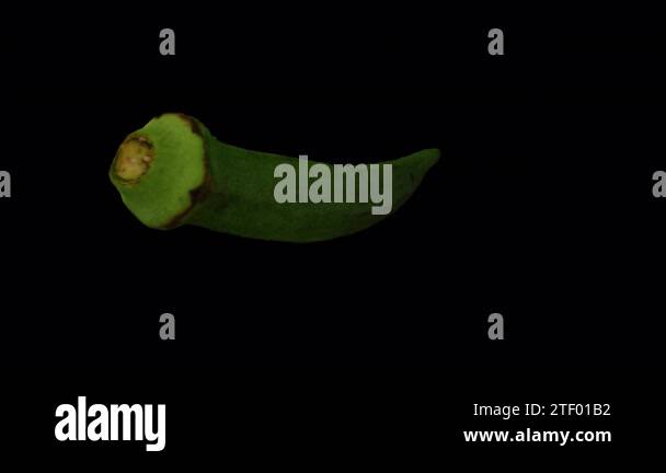 Realistic render of a spinning Okra (Okro,Ochro) Pod on transparent ...