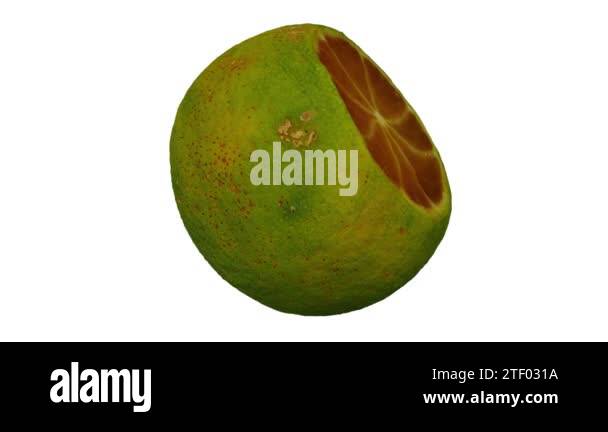 Realistic render of a rotating cut Calamansi (Philippine Lime) on white ...