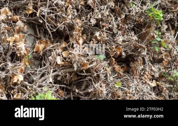 Dead wood hedge Stock Videos & Footage - HD and 4K Video Clips - Alamy