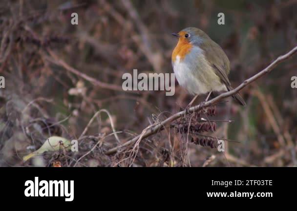 Robin model Stock Videos & Footage - HD and 4K Video Clips - Alamy