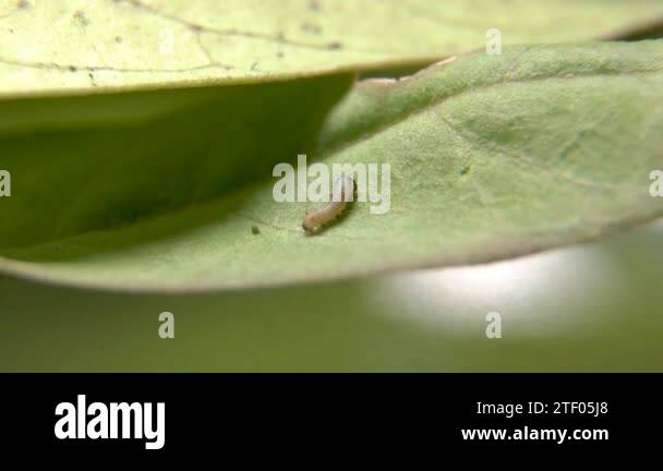 First instar Monarch caterpillar, tiny caterpillar of Plain Tiger ...