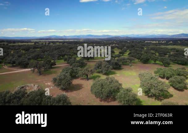 Oak tree quercus ilex Stock Videos & Footage - HD and 4K Video Clips ...