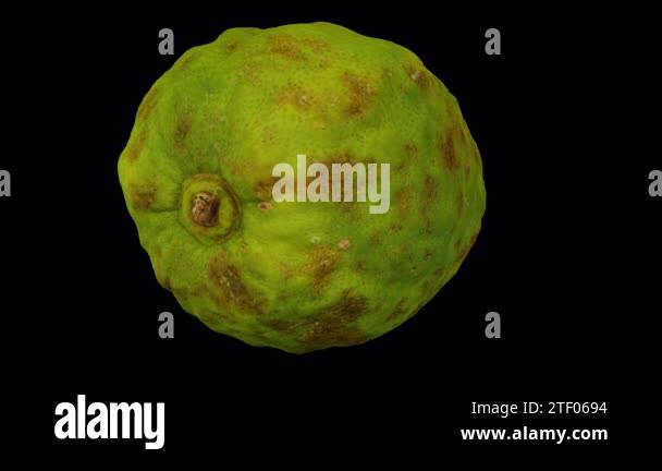 Realistic render of a spinning Native Philippine Lemon on transparent ...