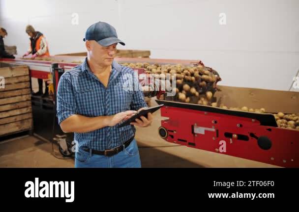 potato harvesting. sorting potatoes. farmer inspects quality of potato ...