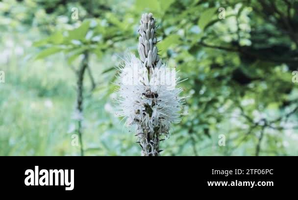 Bee pollinates white flower insects Stock Videos & Footage - HD and 4K ...