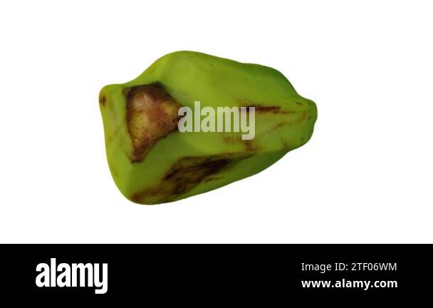 Realistic render of a rotating Cooking Banana (Saba variety from ...