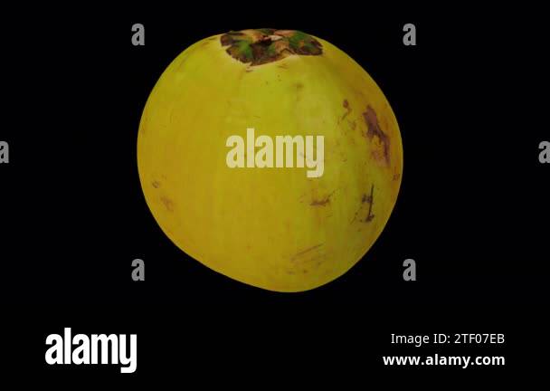 Realistic render of a spinning Young Green Coconut on transparent ...