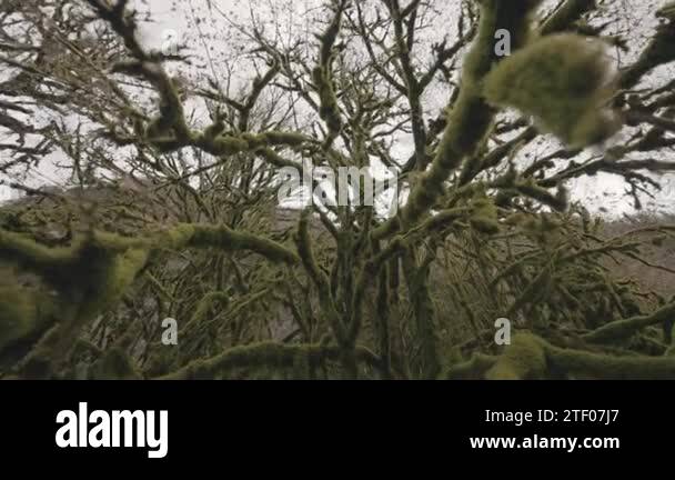 Big long branches. Action. A green tree twisted with bark whose ...