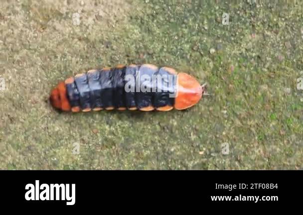 Giant firefly, Lamprigera sp. in rainforest habitat, Thailand.also ...