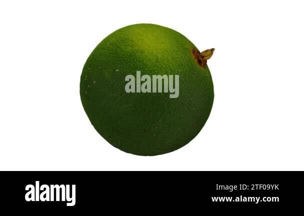 Realistic render of a rotating Calamansi (Philippine Lime) on white ...
